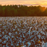 How Enslaved People Resisted Slavery Middle School Lesson Plan | Slave ...